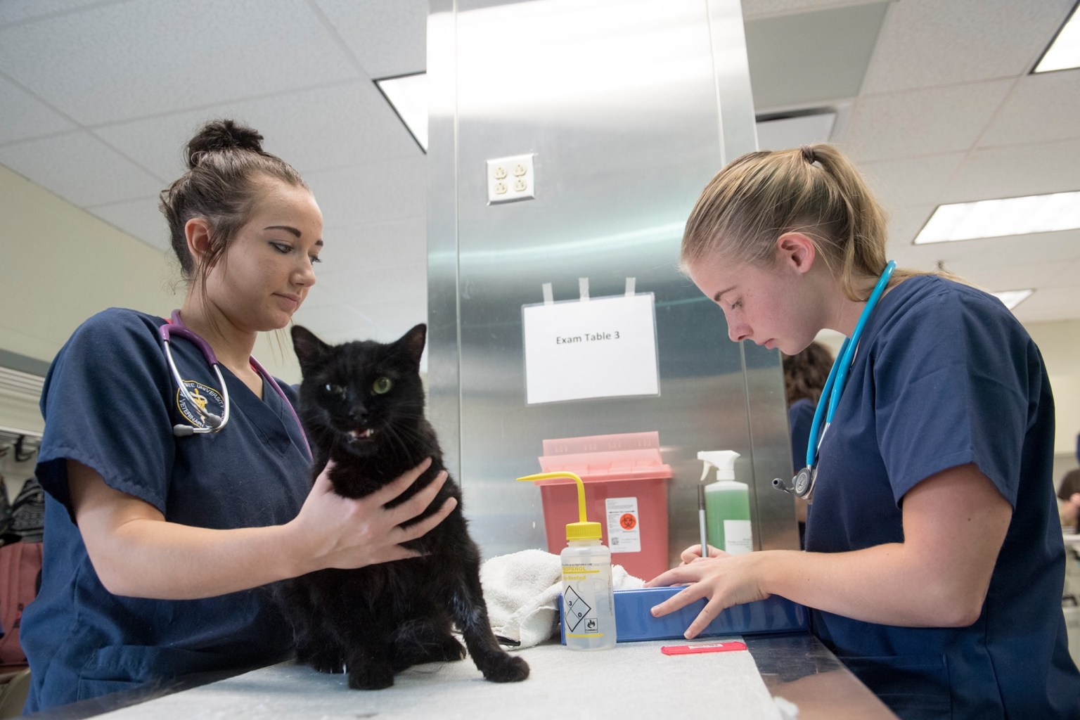 Major Focus: Vet Tech with Ashley Watson - Newsymom