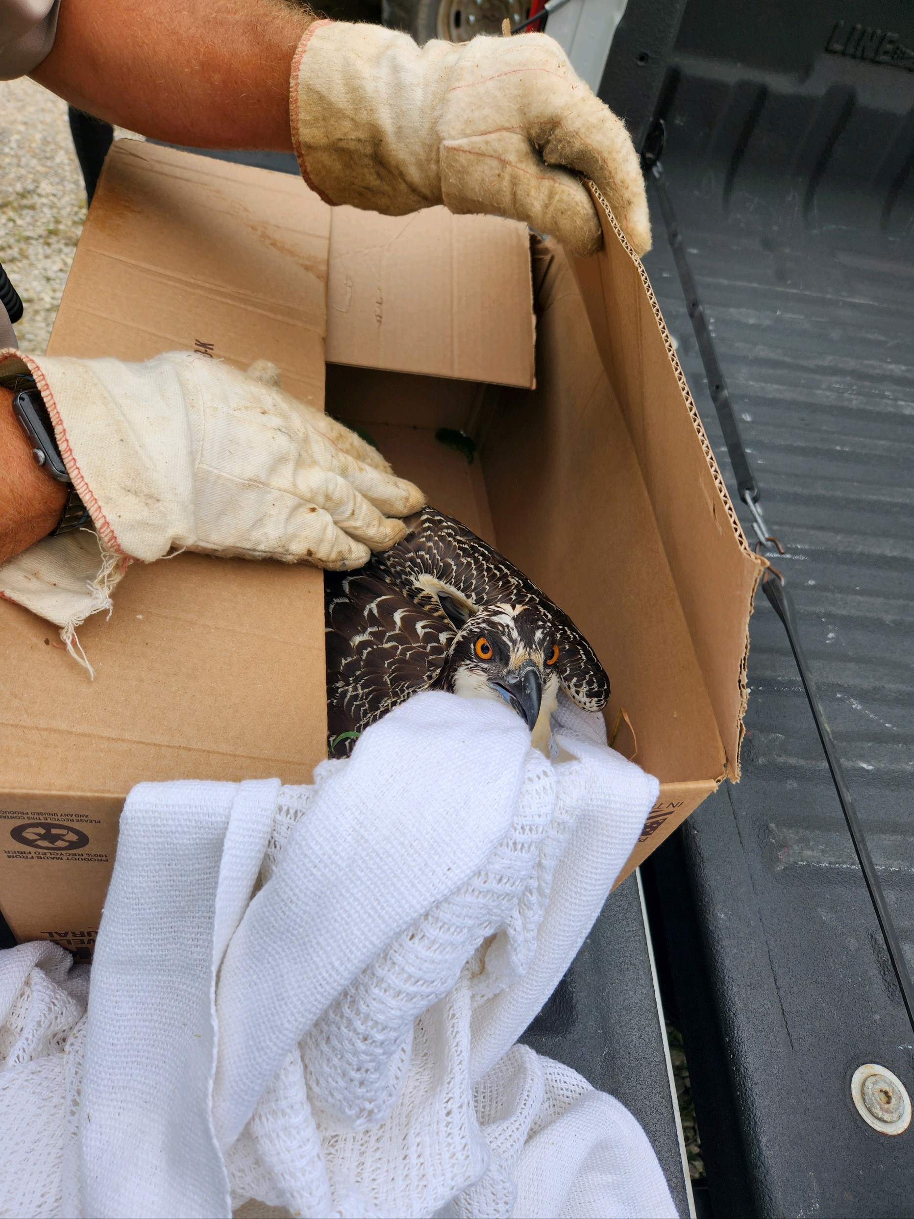 Atwood Park Staff, MWCD Rangers, and More Rescue Distressed Osprey ...