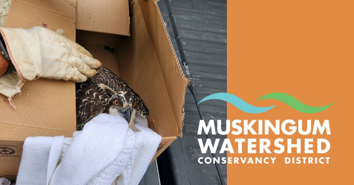 Atwood Park Staff, MWCD Rangers, and More Rescue Distressed Osprey ...