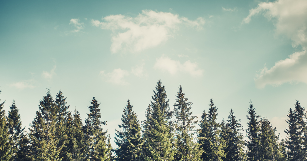 Why So Many Pine Trees?? - Newsymom